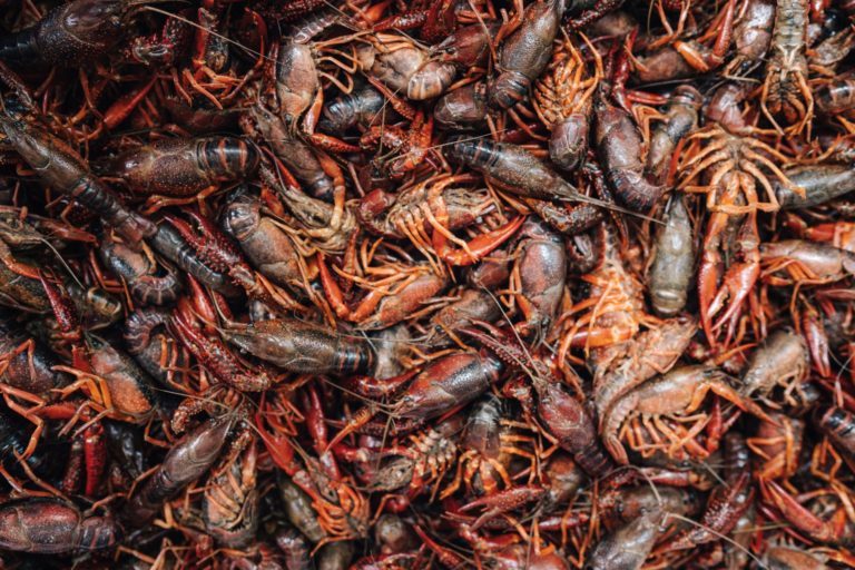 5 Reasons Crawfish Are Disgusting – PeachTown